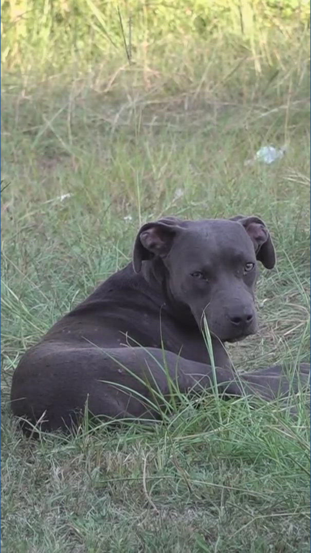 Warner Robins Animal Control warns of local pet scam | Here's how you ...