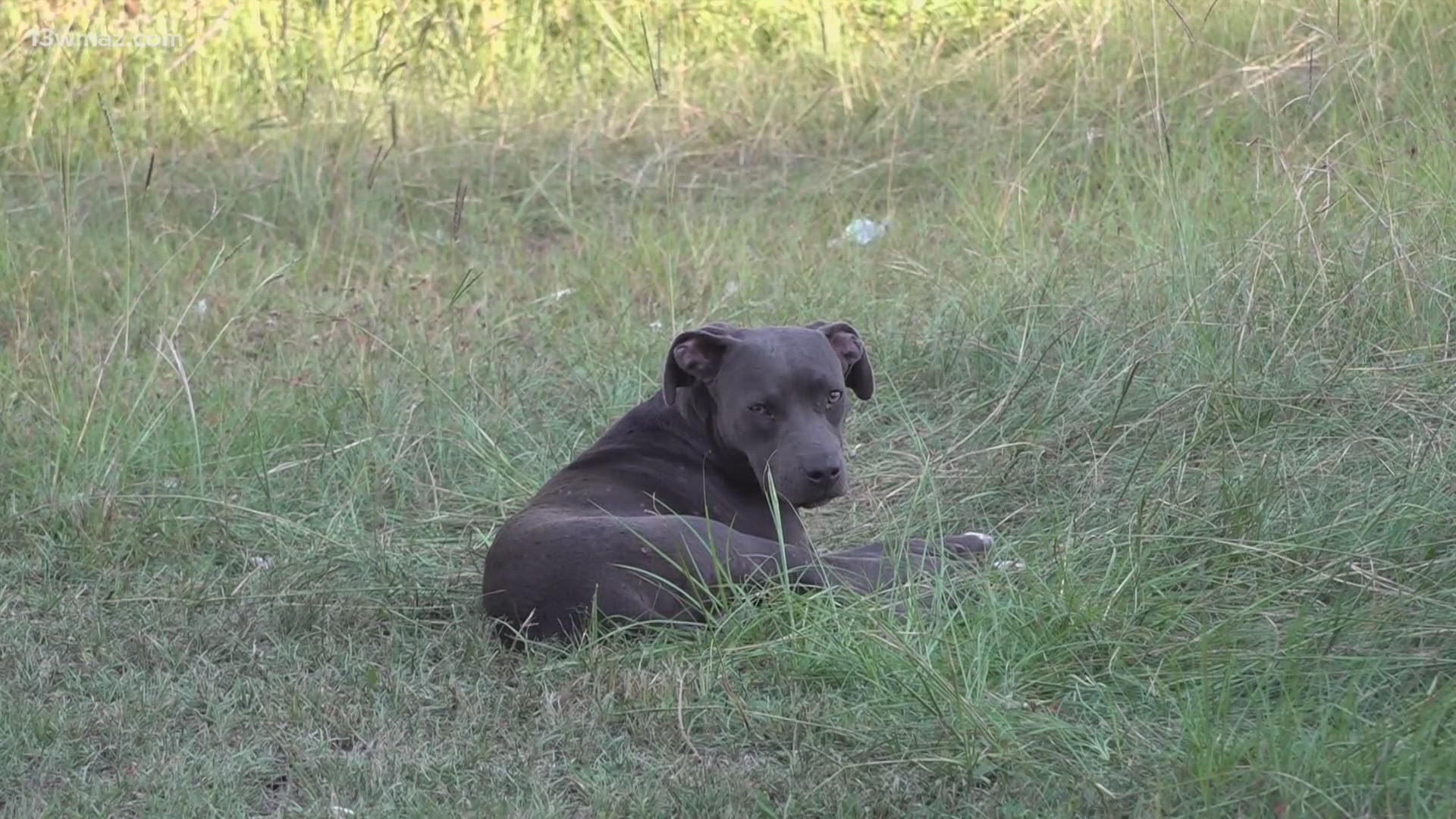 Stray animals an issue for this Georgia community | 13wmaz.com