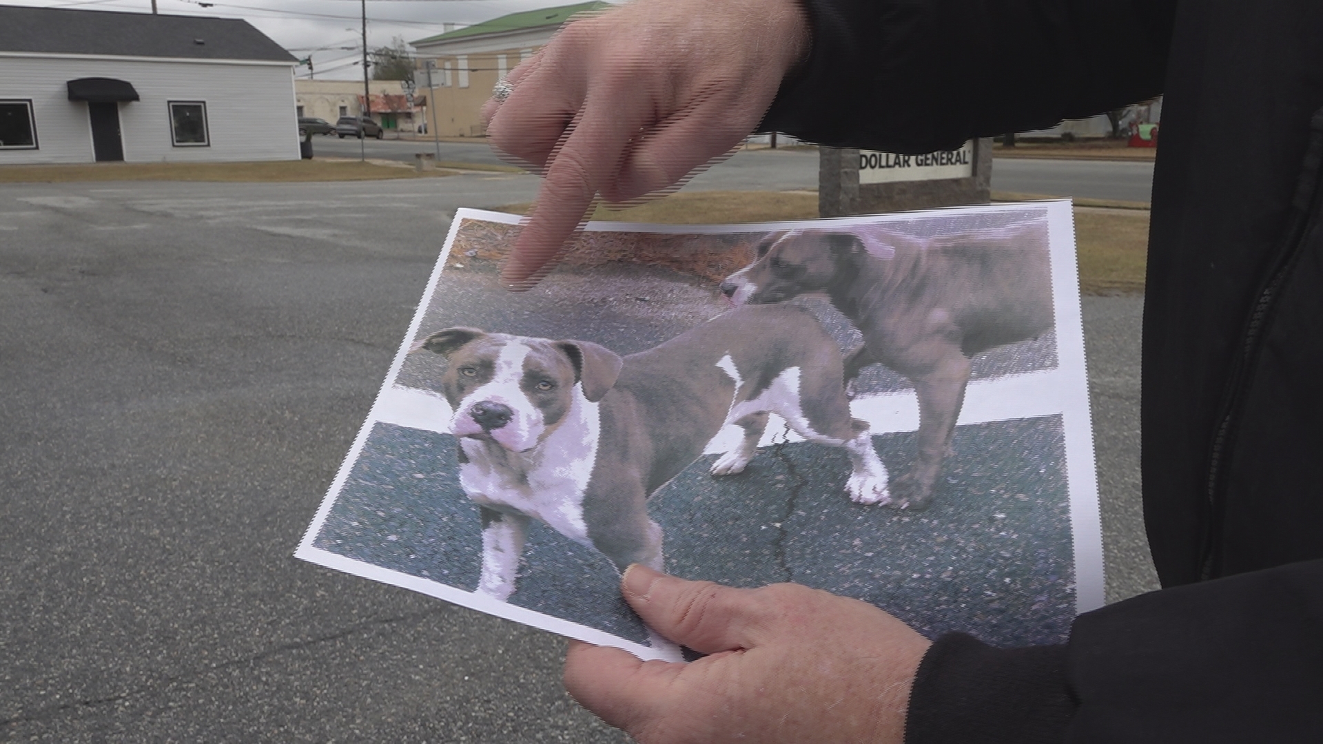 Authorities searching for three pit bulls after deadly dog attack in ...