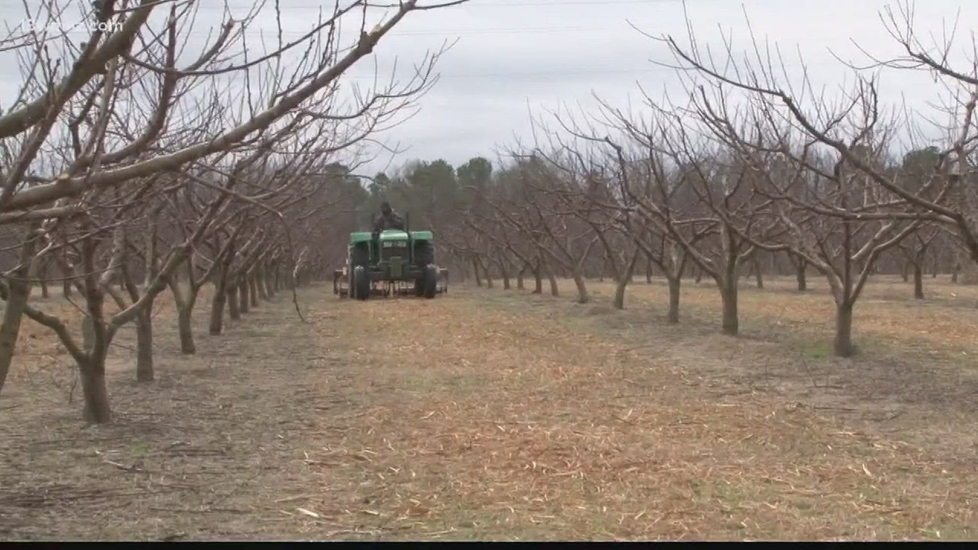 Georgia drought and its impact on farmers | 13wmaz.com