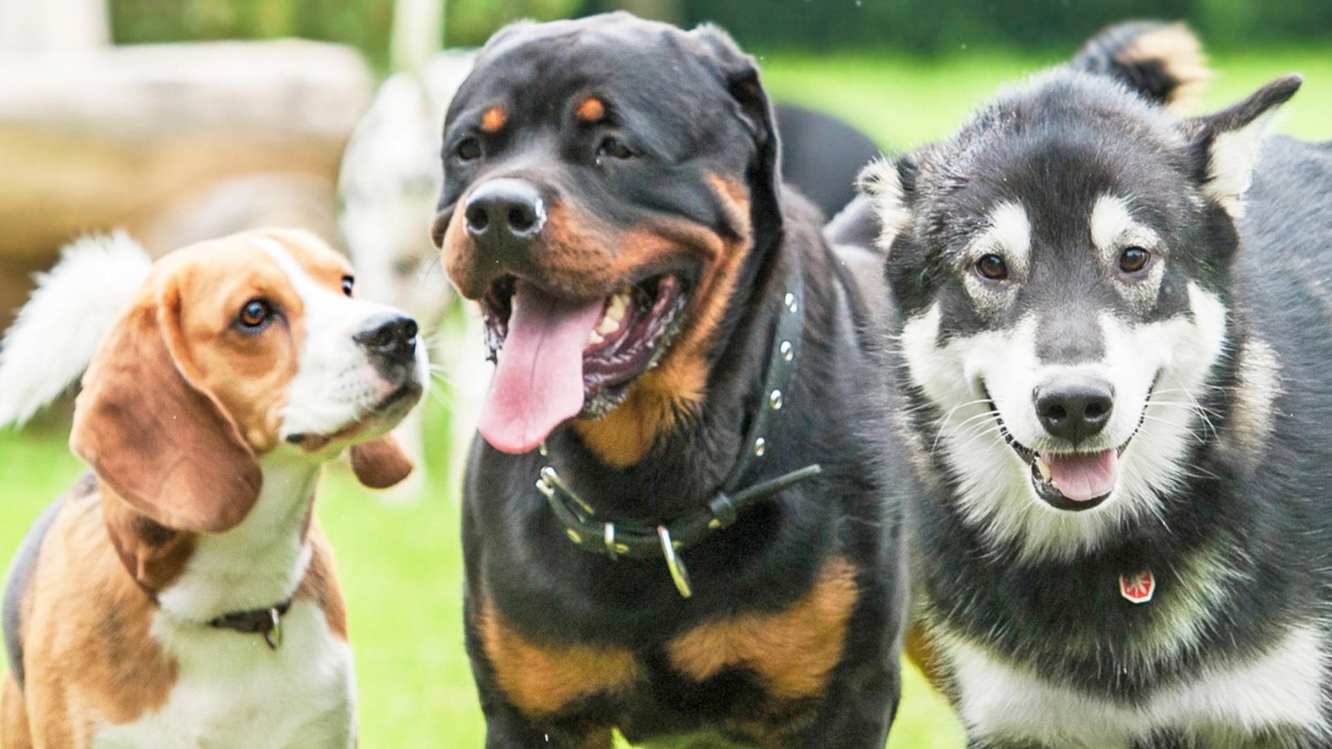 BGSU transforming food waste into dog treats | 13wmaz.com