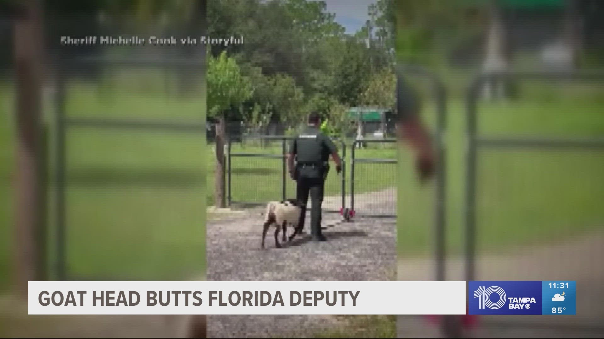 VIDEO: Persistent goat won't stop head-butting Florida deputy | 13wmaz.com