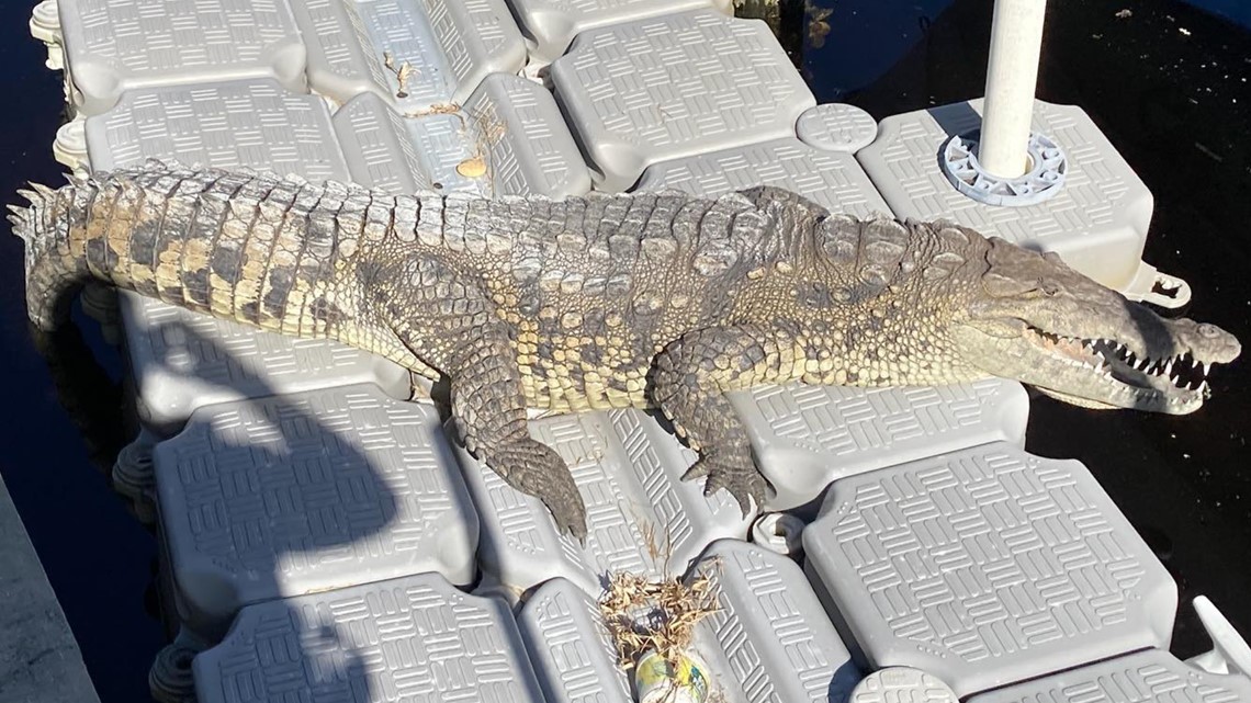 Rare crocodile spotted in Florida backyard | 13wmaz.com