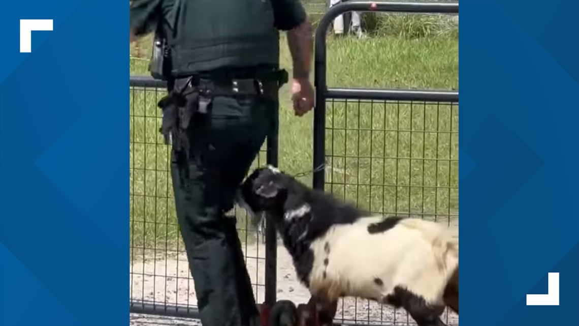 VIDEO: Persistent goat won't stop head-butting Florida deputy | 13wmaz.com