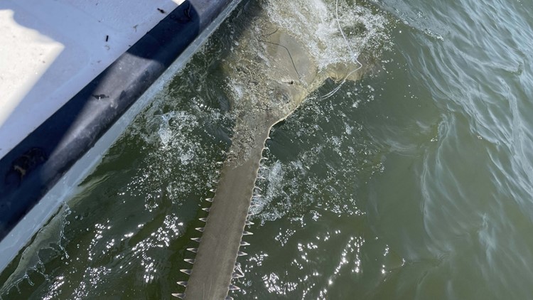 13-foot sawfish caught, tagged off Florida's west coast | 13wmaz.com