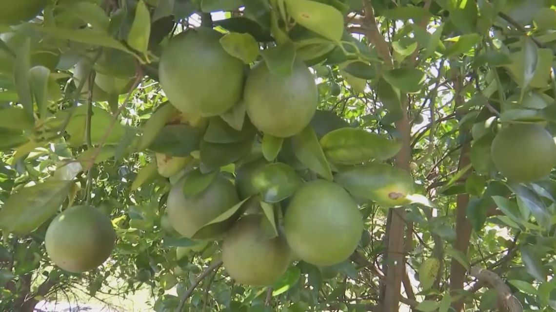 Florida scientists might have found solution to citrus greening ...