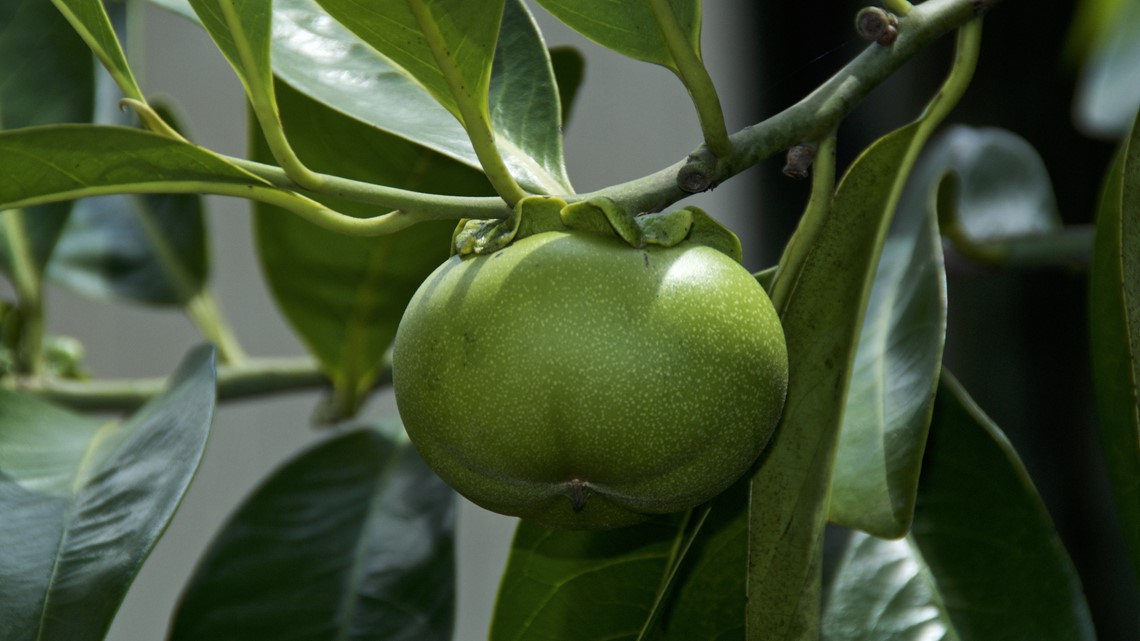 Manchineel Tree in Florida most deadly tree in the world | 13wmaz.com