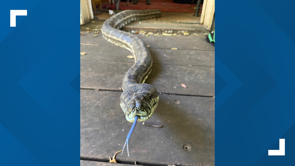 Two fat pythons fighting over female fall through kitchen ceiling ...