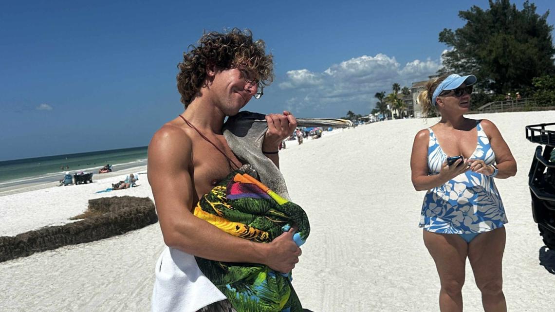 Injured pelican rescued by Manatee County lifeguard | 13wmaz.com