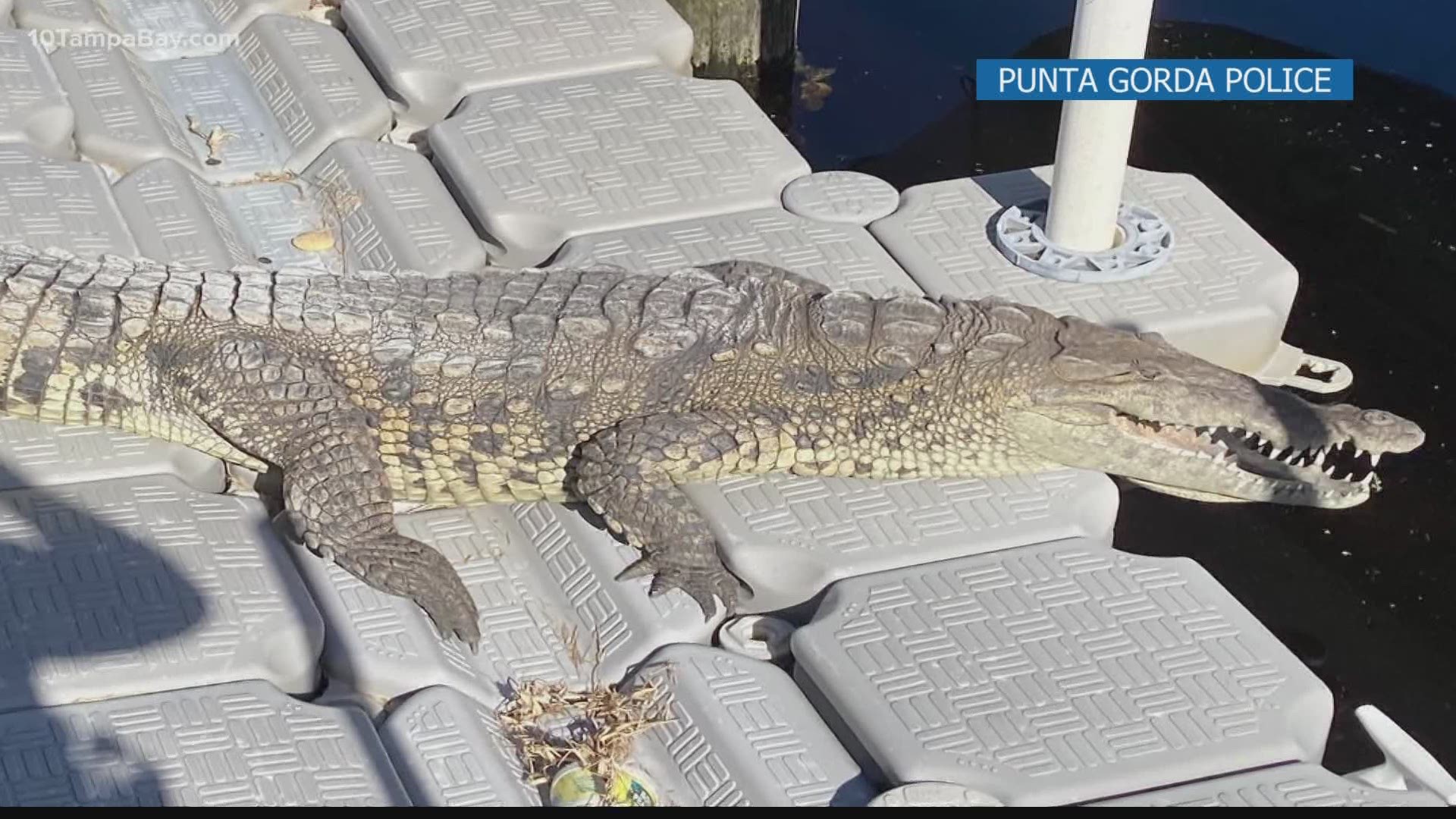 Rare crocodile spotted in Florida backyard | 13wmaz.com