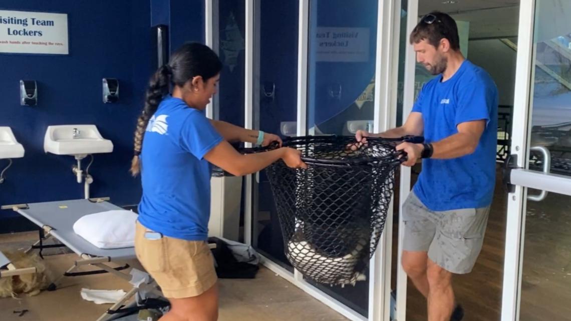 Tropicana Field stingrays return home after braving Milton | 13wmaz.com