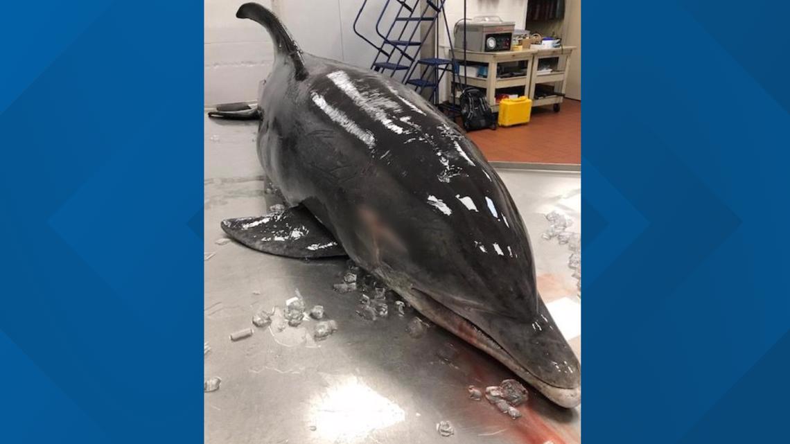 $5,000 reward offered to help arrest Florida dolphin killer | 13wmaz.com