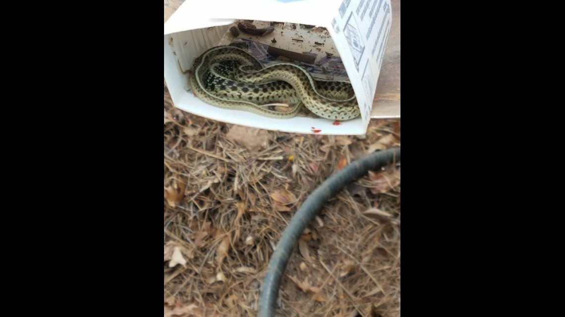 VERIFY: Was a massive copperhead snake found in Canton, Ga.? | 13wmaz.com
