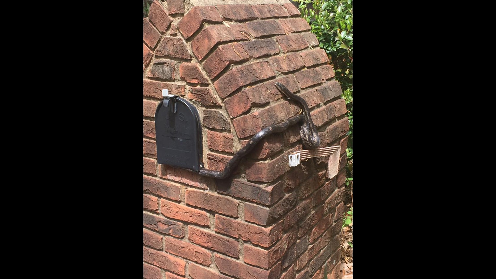 PHOTOS: Snakes seen in metro Atlanta | 13wmaz.com