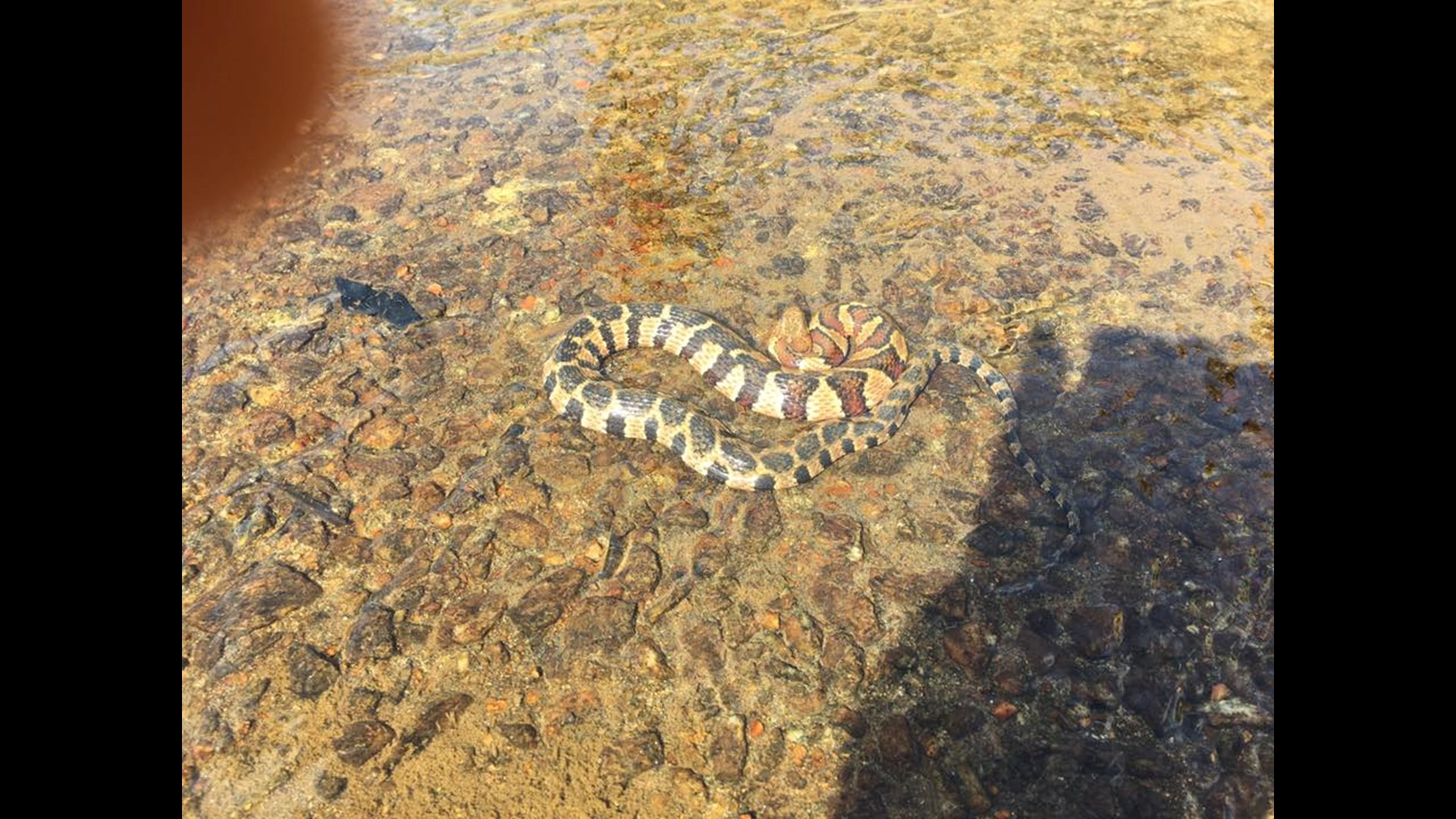 PHOTOS: Snakes seen in metro Atlanta | 13wmaz.com