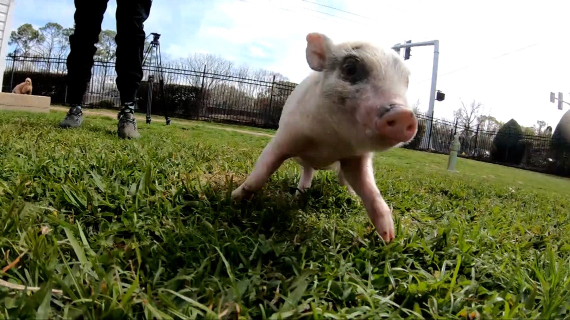 Rescued piglet finds a new home | 13wmaz.com