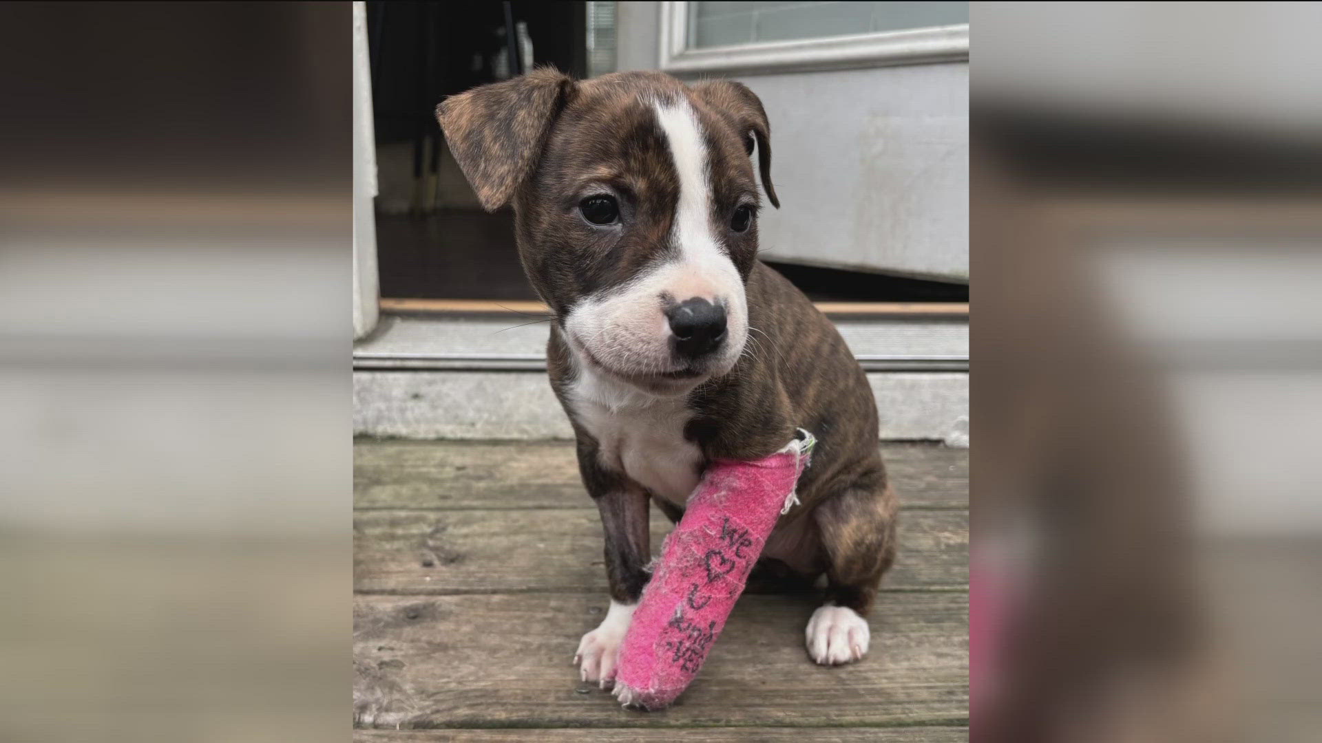 Justice for Junie | Dog found abused in Union City dumpster | 13wmaz.com
