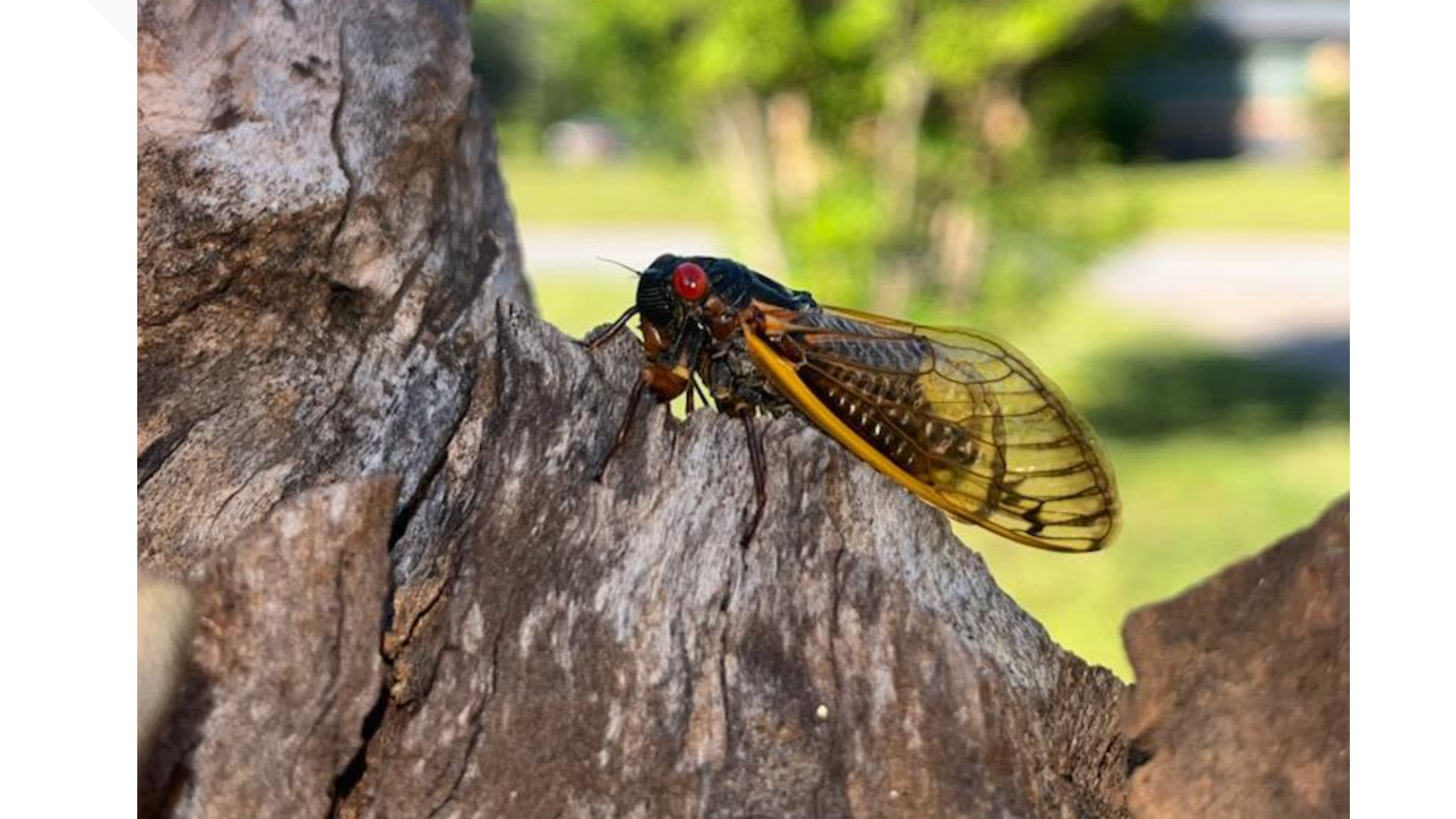 Cicadas in Georgia 2024 | 13wmaz.com