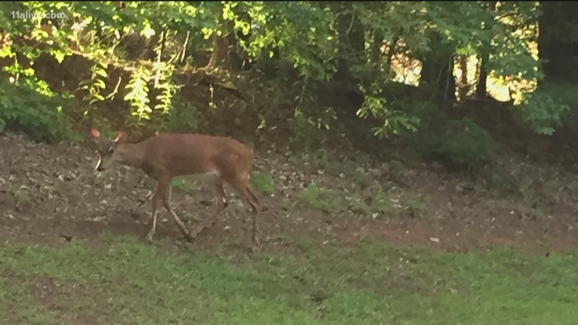 Killer deer terrorizing pets, people in Peachtree City? Wildlife ...