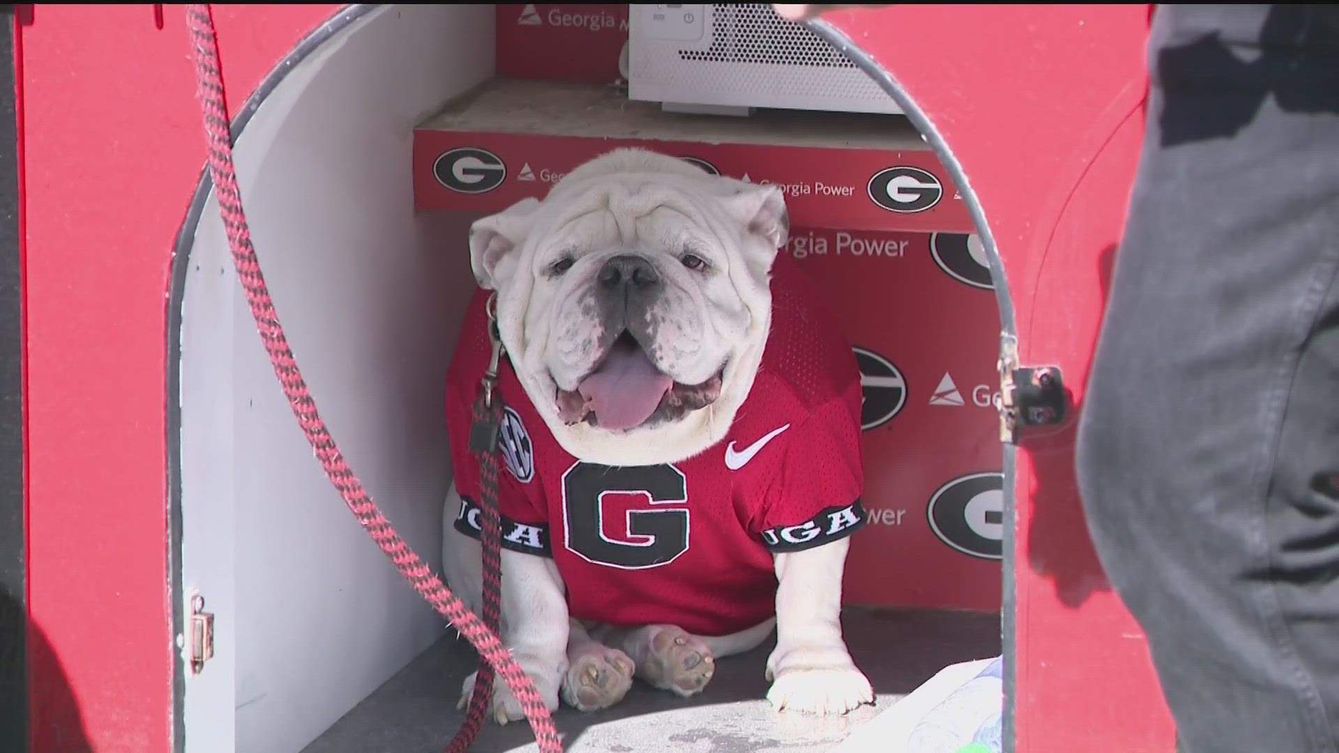 All the Uga's over the years | University of Georgia mascot | 13wmaz.com