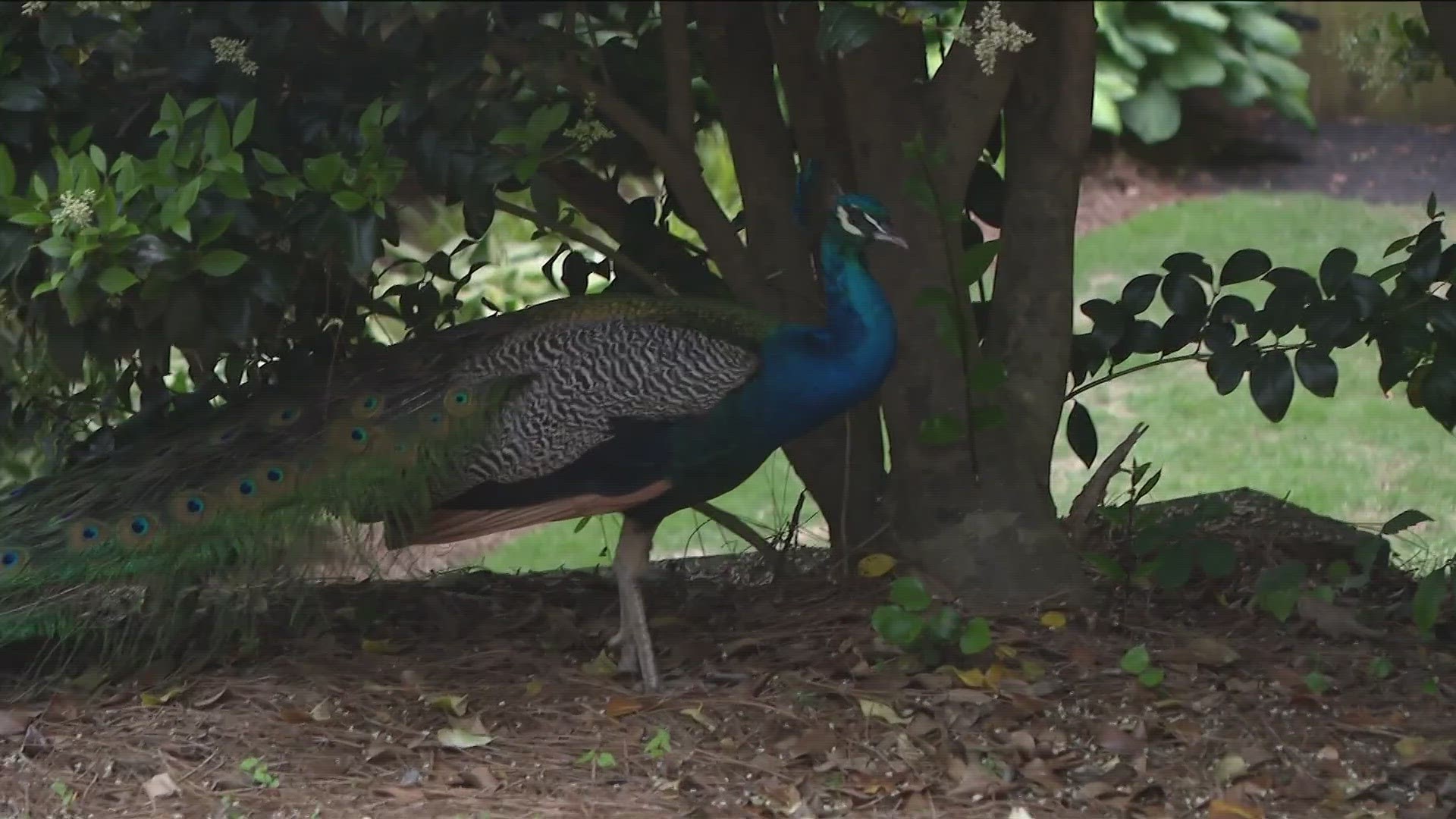 Peacock spotted in Marietta neighborhood | 13wmaz.com