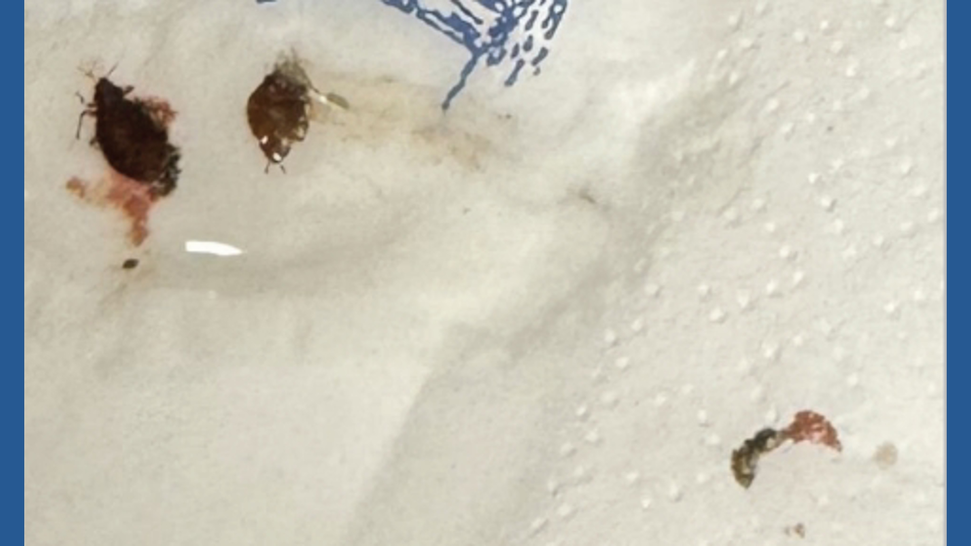 Family sues Delta, KLM, claiming their flight was infested with bed ...