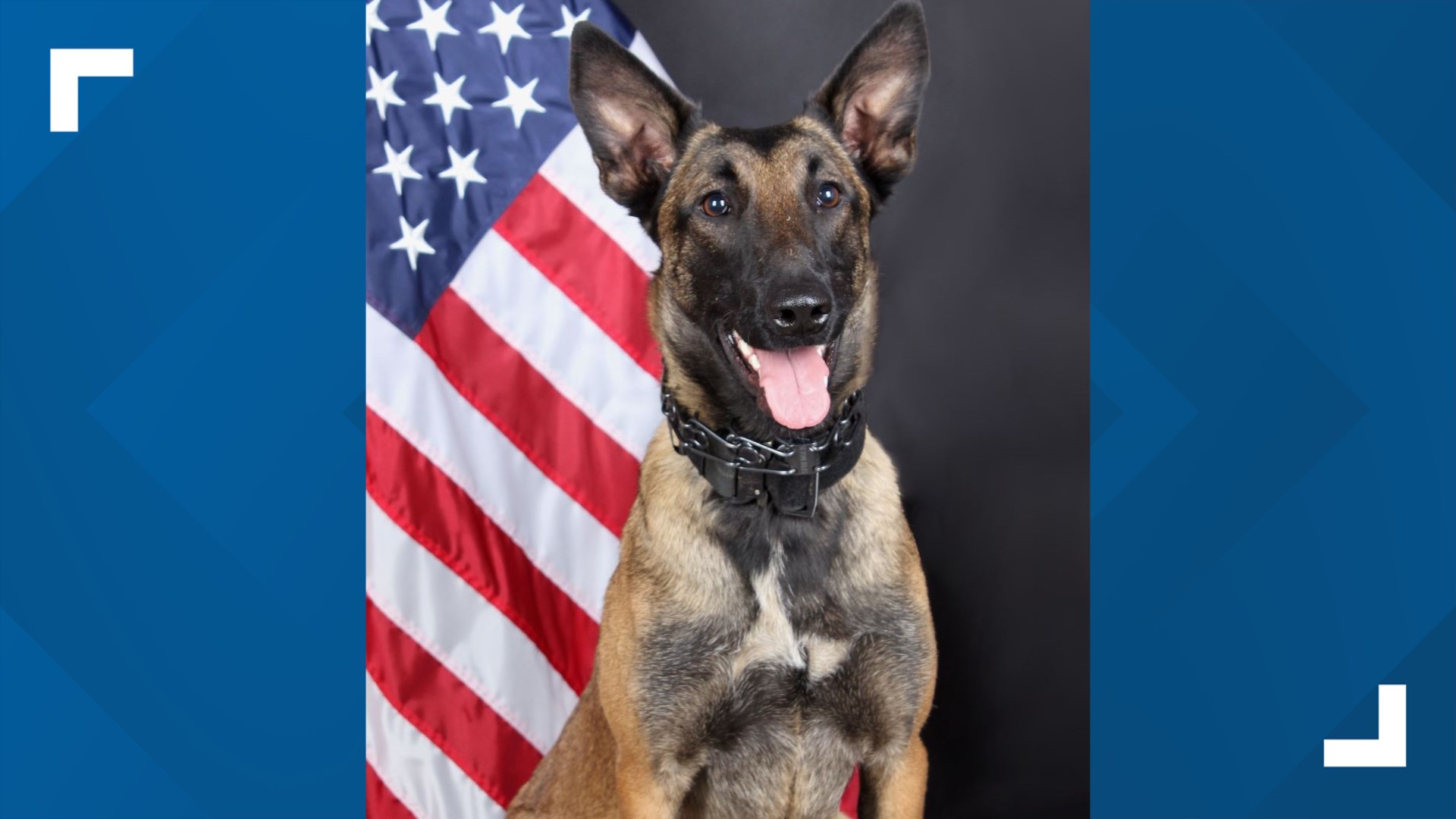 K9 Peper death Gwinnett County Police Department | 13wmaz.com