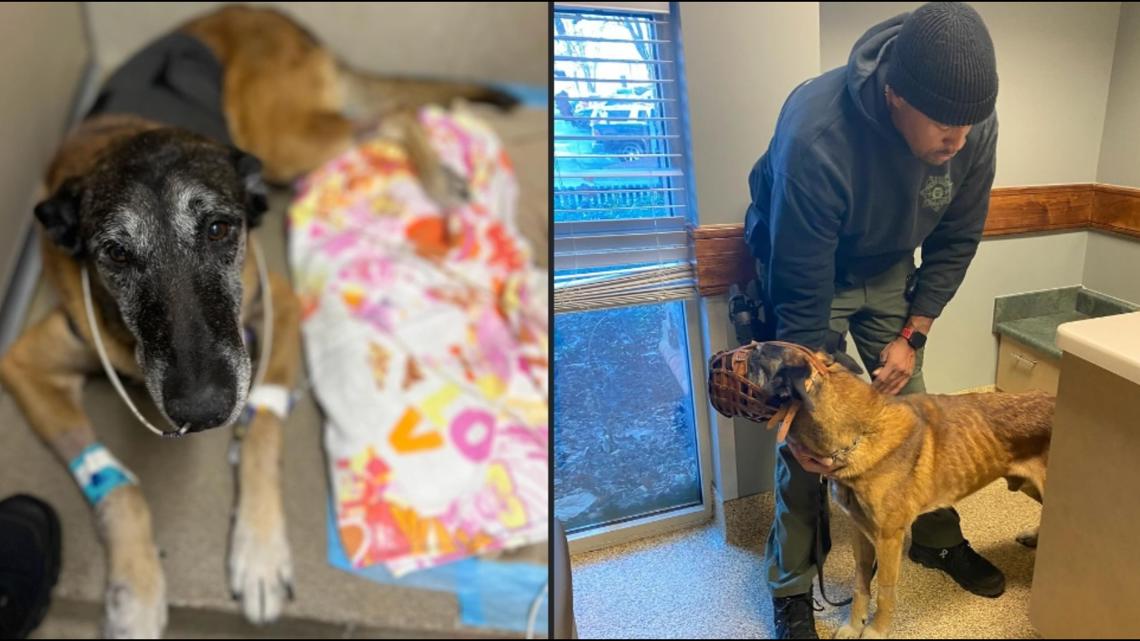 K-9 Ian recovering emergency surgery Fulton County Sheriff | 13wmaz.com