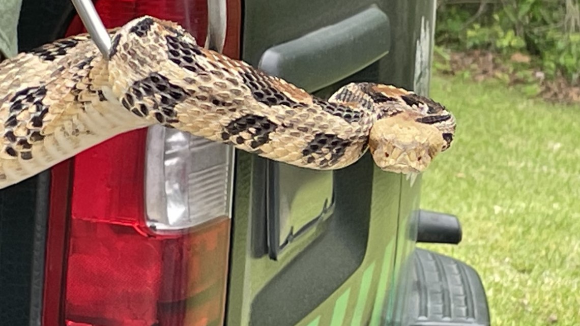 Snake season in Georgia | What to do | 13wmaz.com