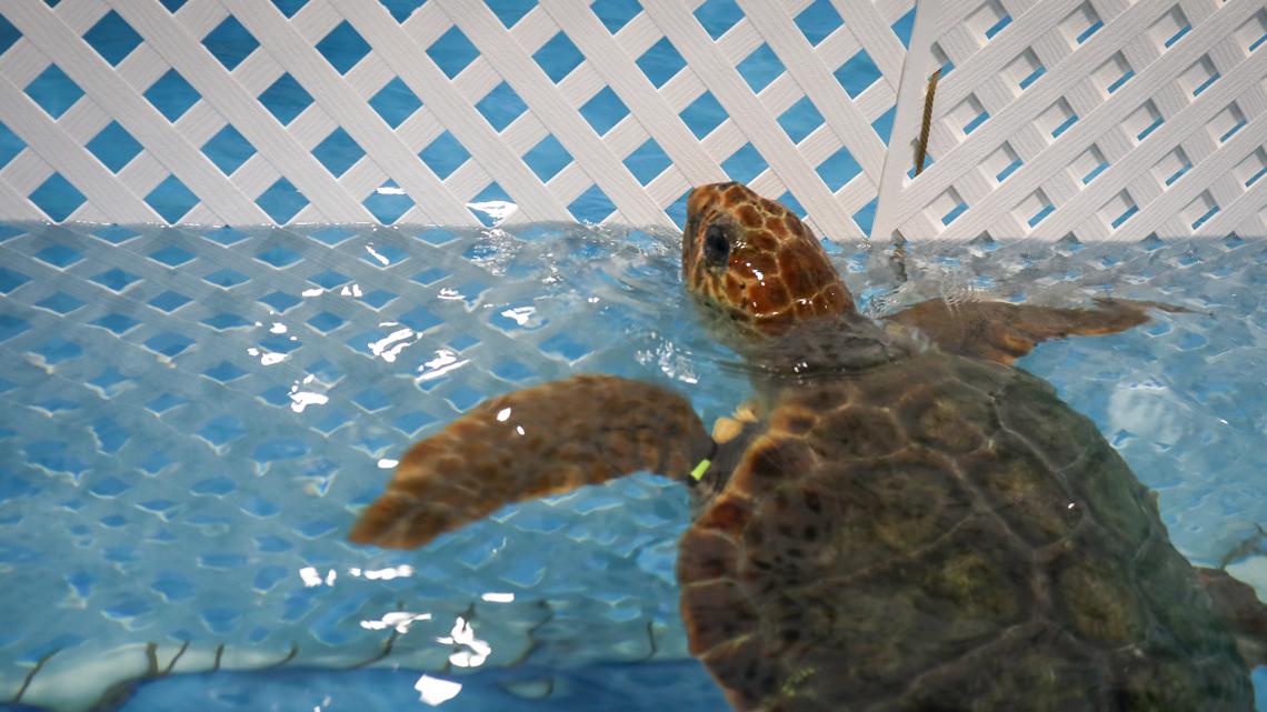 Smallest sea turtle, others rescued by Georgia Aquarium: Photos ...