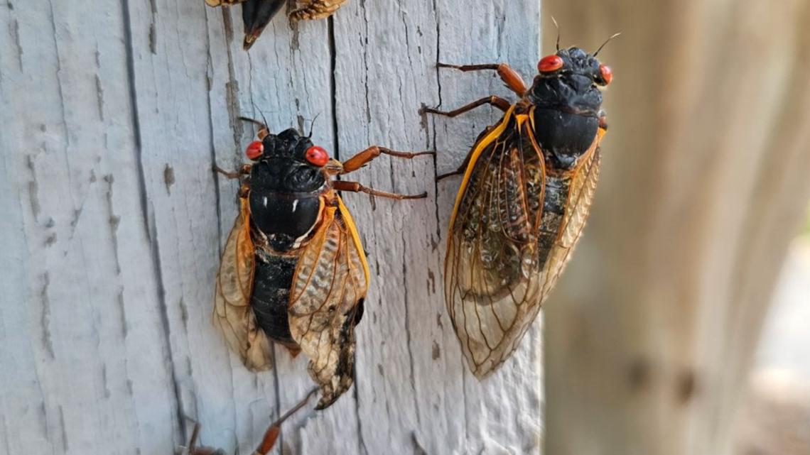 Cicadas in Georgia 2024 | 13wmaz.com