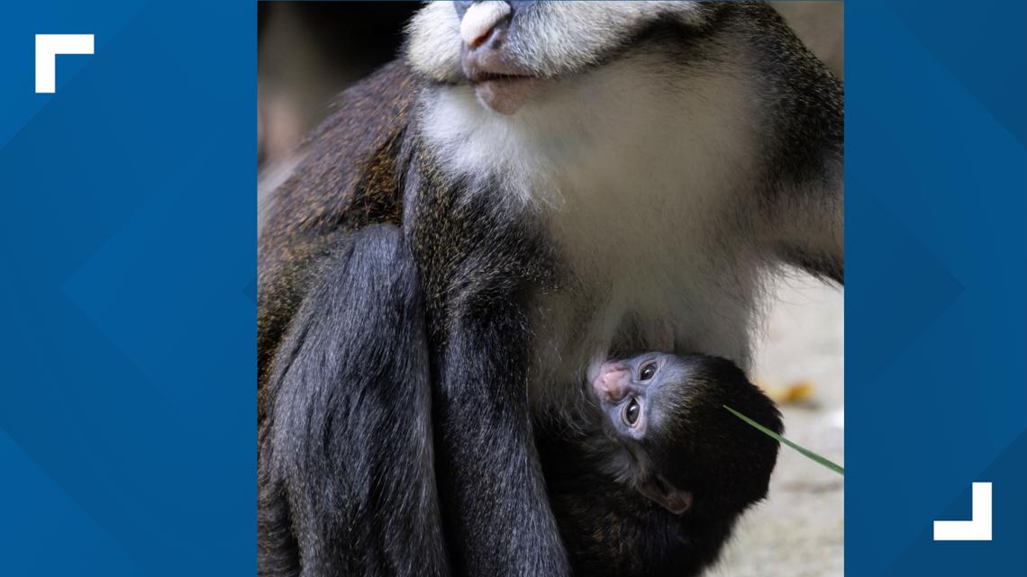 Baby Schmidt's guenon monkey born at Zoo Atlanta | 13wmaz.com
