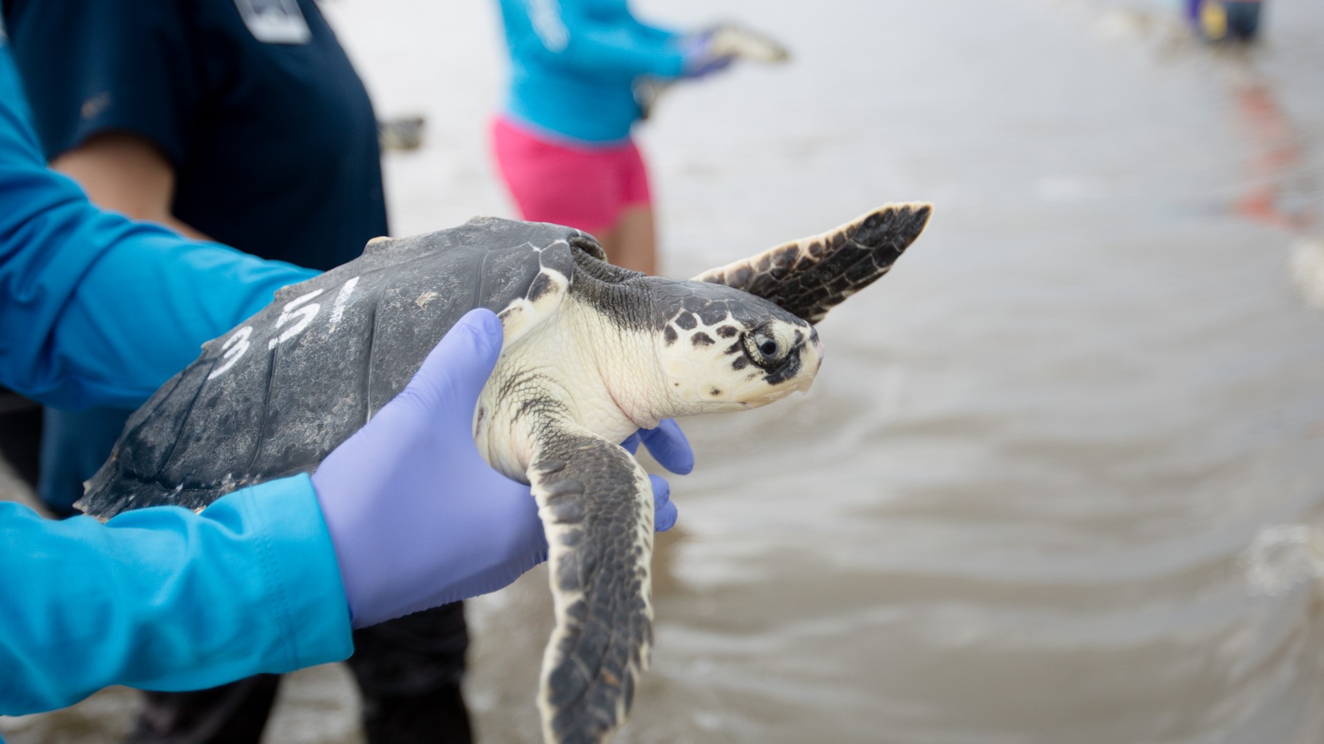 Sea turtles returned to ocean Jekyll Island Georgia | 13wmaz.com