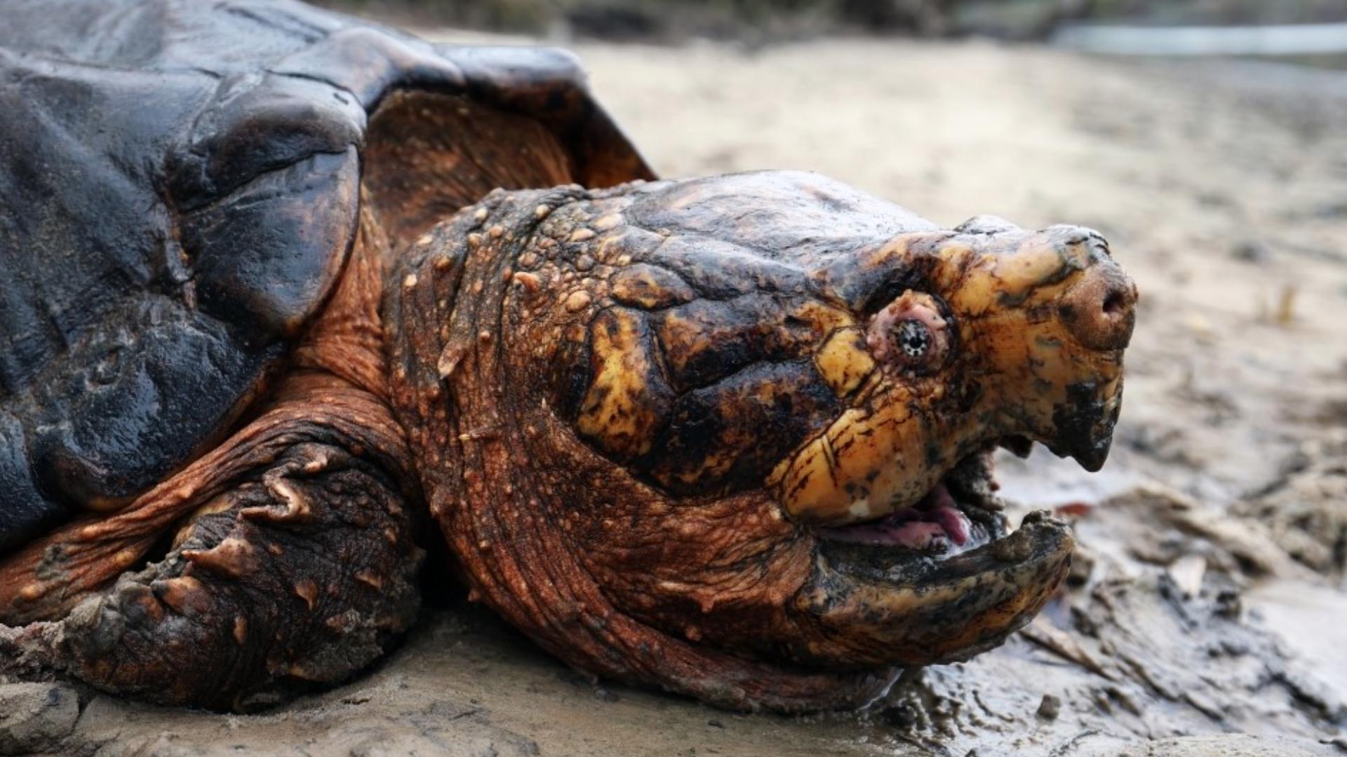 Suwannee alligator snapping turtle considered to be threatened | 13wmaz.com