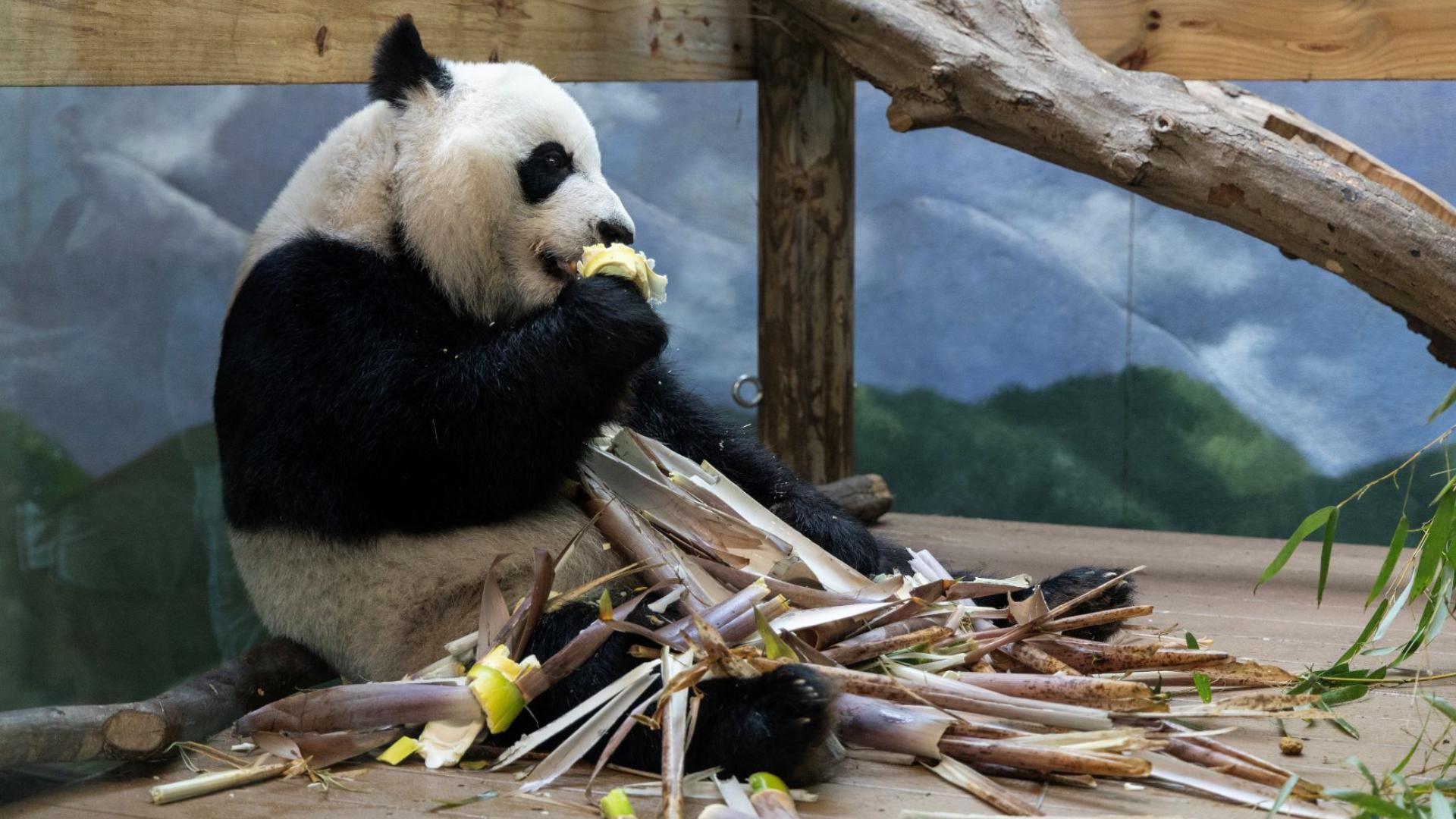 Last weekend to say goodbye to Zoo Atlanta pandas | 13wmaz.com