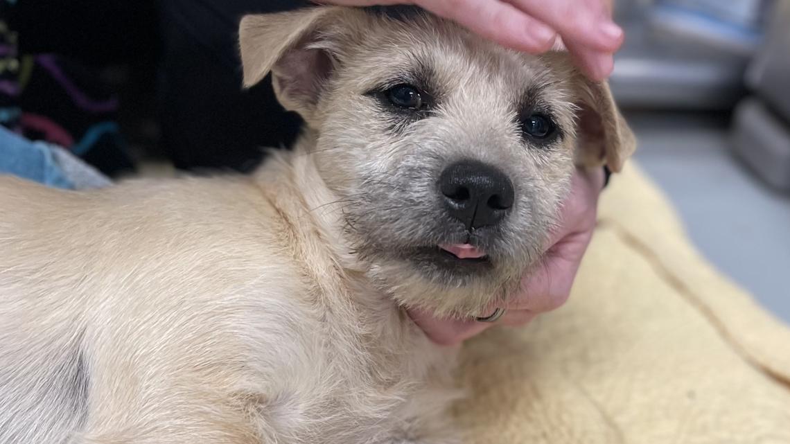 Humane Society of Northeast Georgia marks 100,000 spay and neuter ...