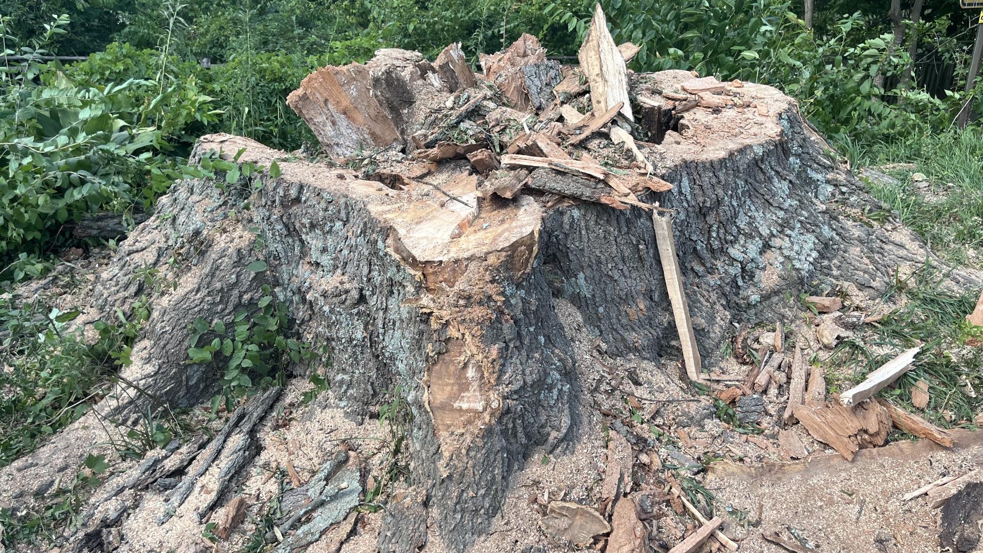 Massive tree snaps, falls feet from man in Piedmont Park | 13wmaz.com