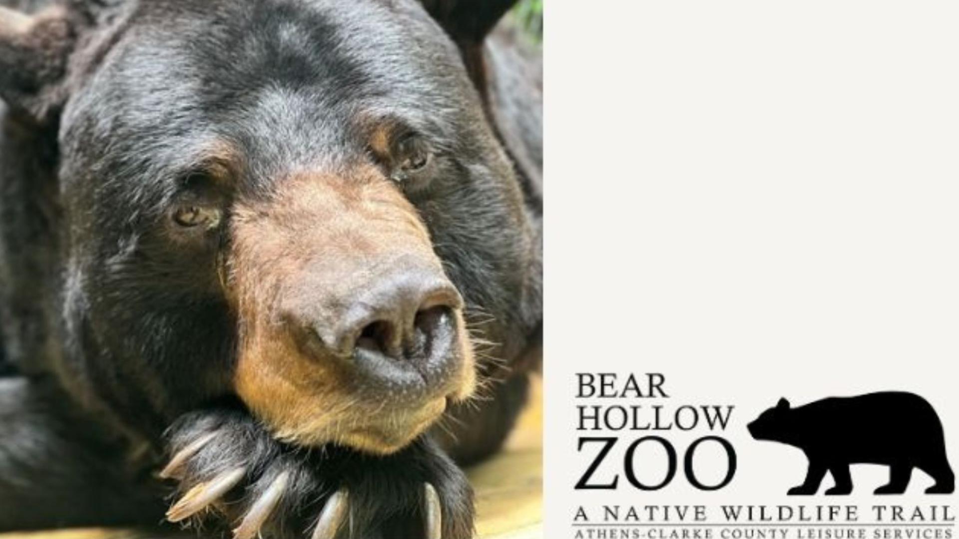Athens' Bear Hollow Zoo mourns black bear DJ after health decline ...