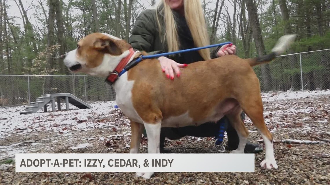 Adopt-a-pet: Meet Izzy, Cedar and Indy | 13wmaz.com